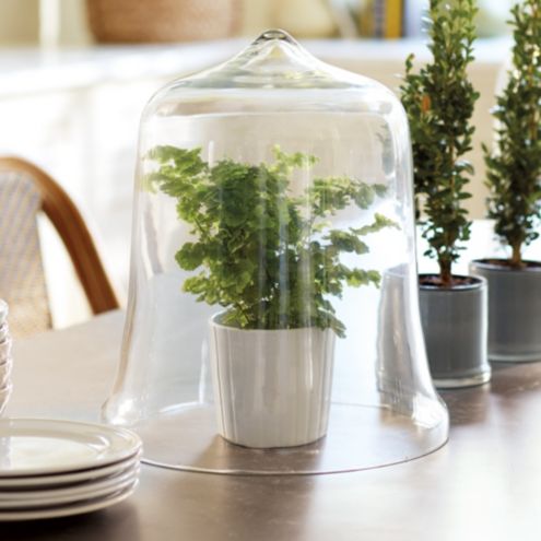 Garden Cloche | Ballard Designs