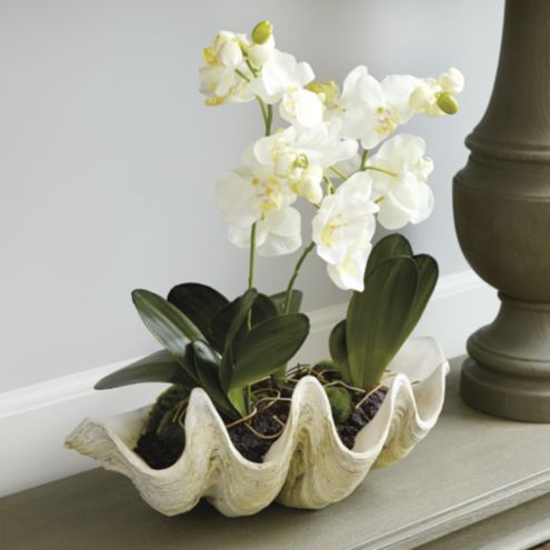Orchid in Clam Shell | Ballard Designs