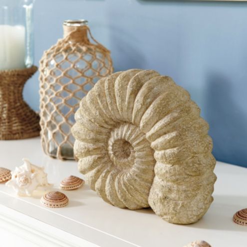 Ammonite Study | Ballard Designs