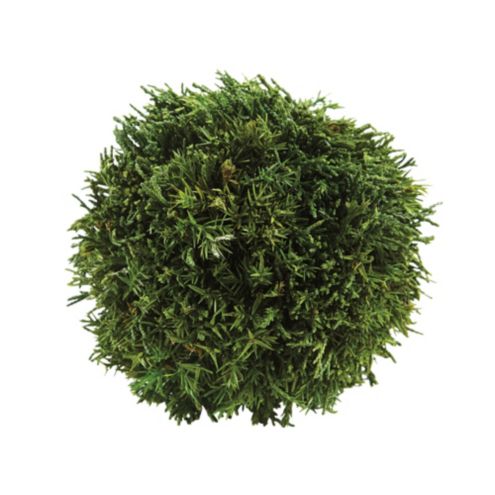 Preserved Cypress Topiary Balls