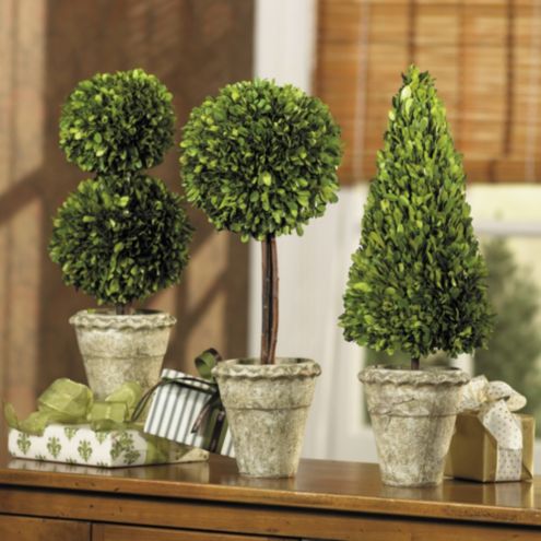 Preserved Boxwood Topiaries | Ballard Designs