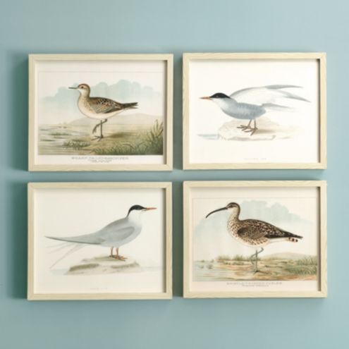 Seabirds & Shorebirds Giclee Prints | Ballard Designs