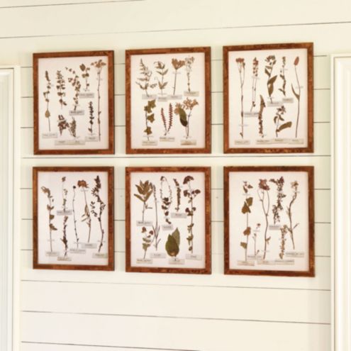 SK Botanical Study | Ballard Designs