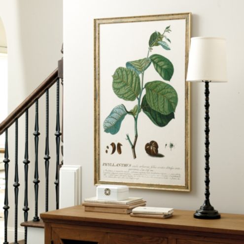 Vert Botanique Framed Art | Ballard Designs