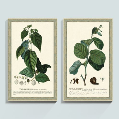 Vert Botanique Framed Art | Ballard Designs