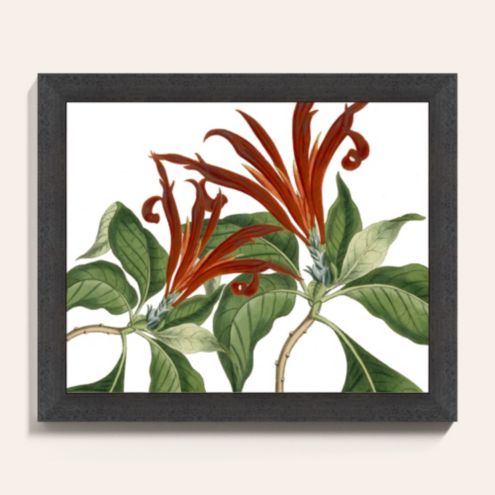 Winter Botanical Red Framed Art Print
