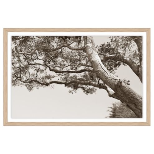 Tree Limbs Framed Photo Wall Art Series