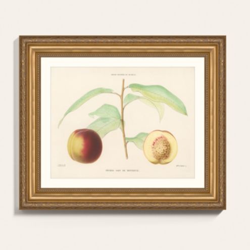 Sweet Nectar Art by Alfred Riocreux with Gold Frame & Ivory Mat